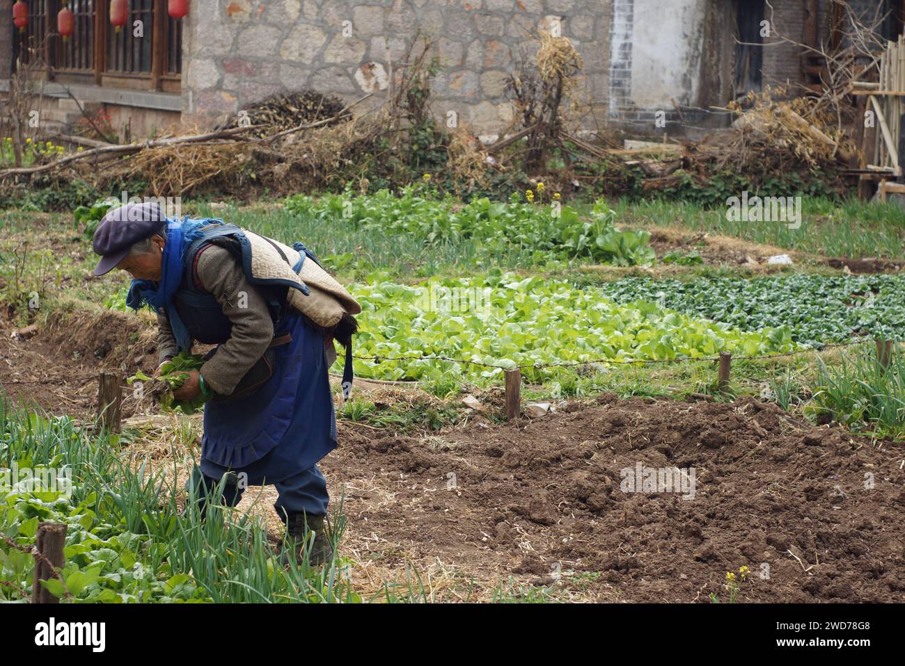 Nakhi women is farming in Lijiang on Feb 14 2012. Nakhi people are an ...