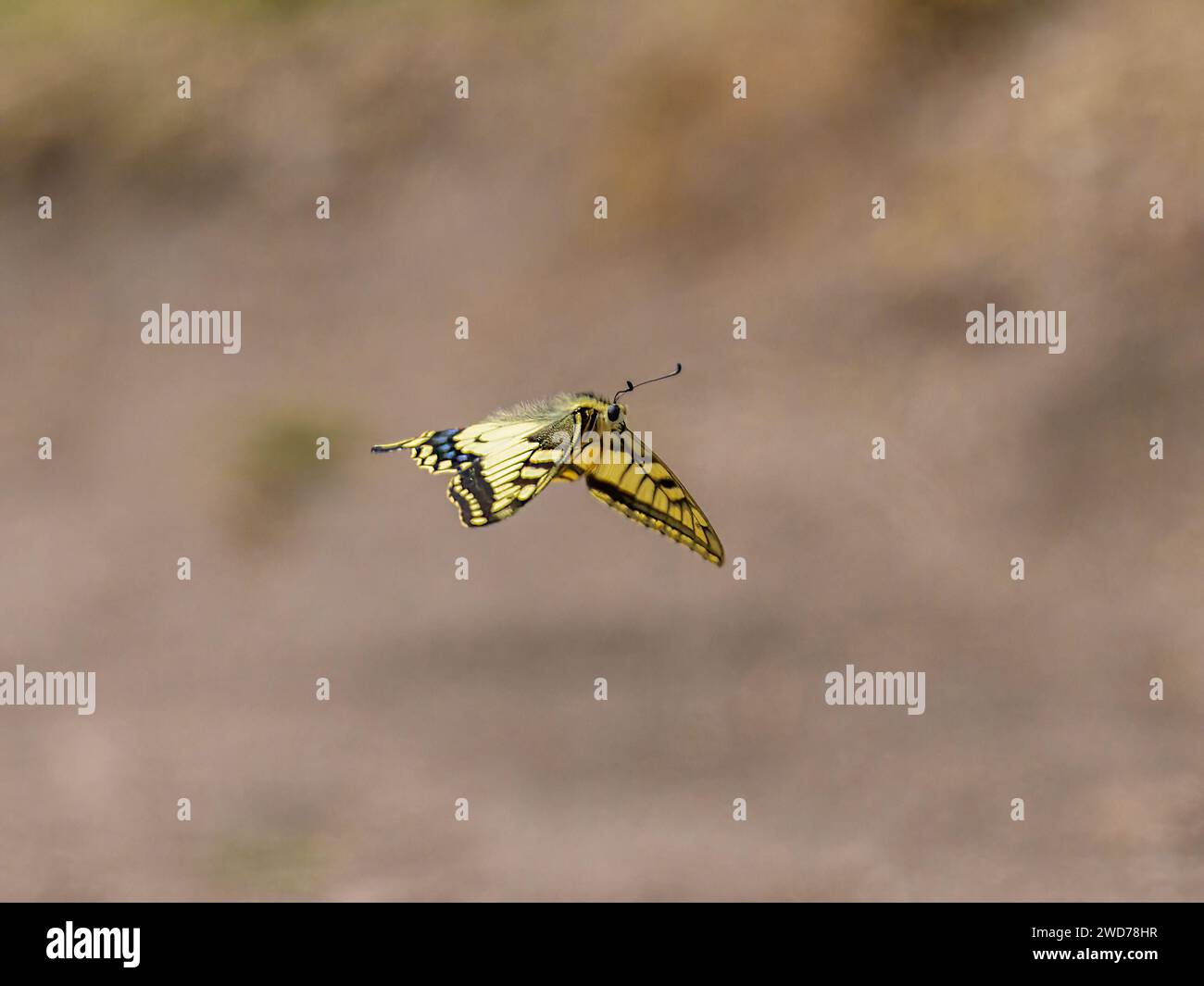 Tiger swallowtail flight hi-res stock photography and images - Alamy
