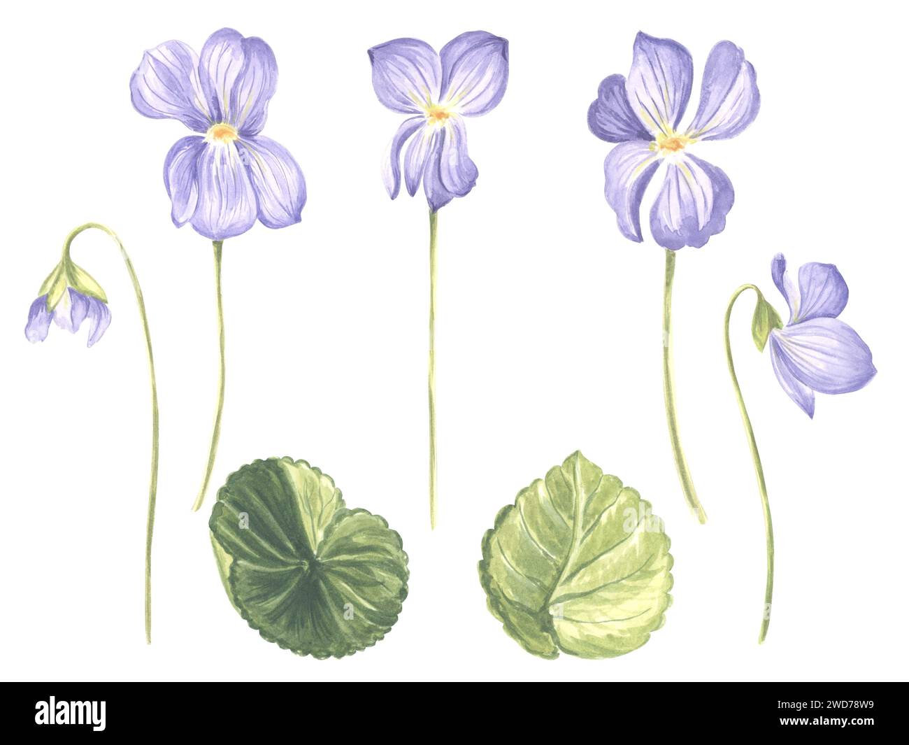 Watercolor set of wild violet flowers with and green leaves. Isolated ...