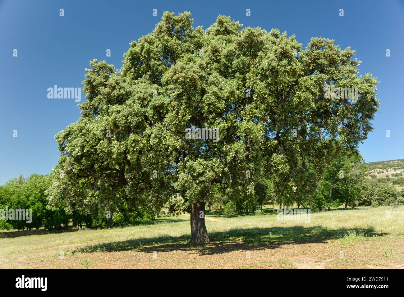 Spanish tree varieties, Kermes oak near Puertollano Stock Photo - Alamy