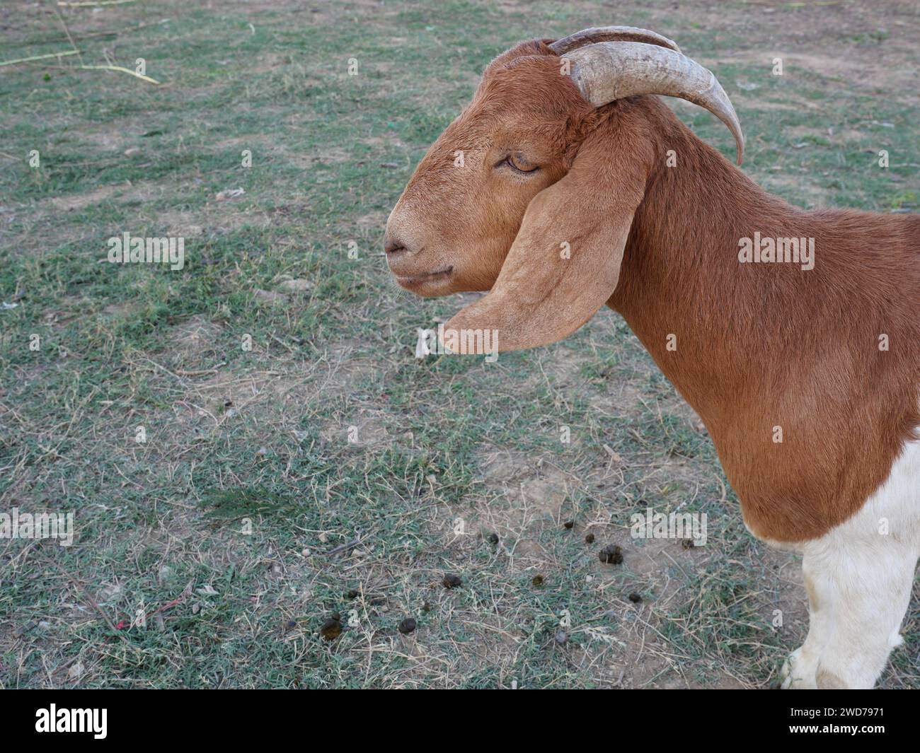 Brown and white spotted goat standing in green pasture, Mammals on the ...