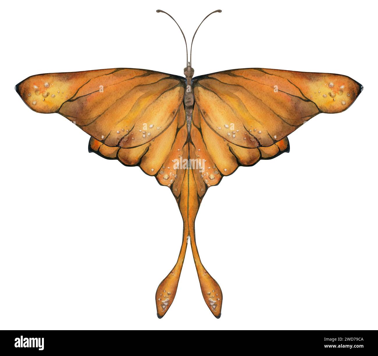 Hand drawn watercolor illustration butterfly fairy wings gem crystal ...