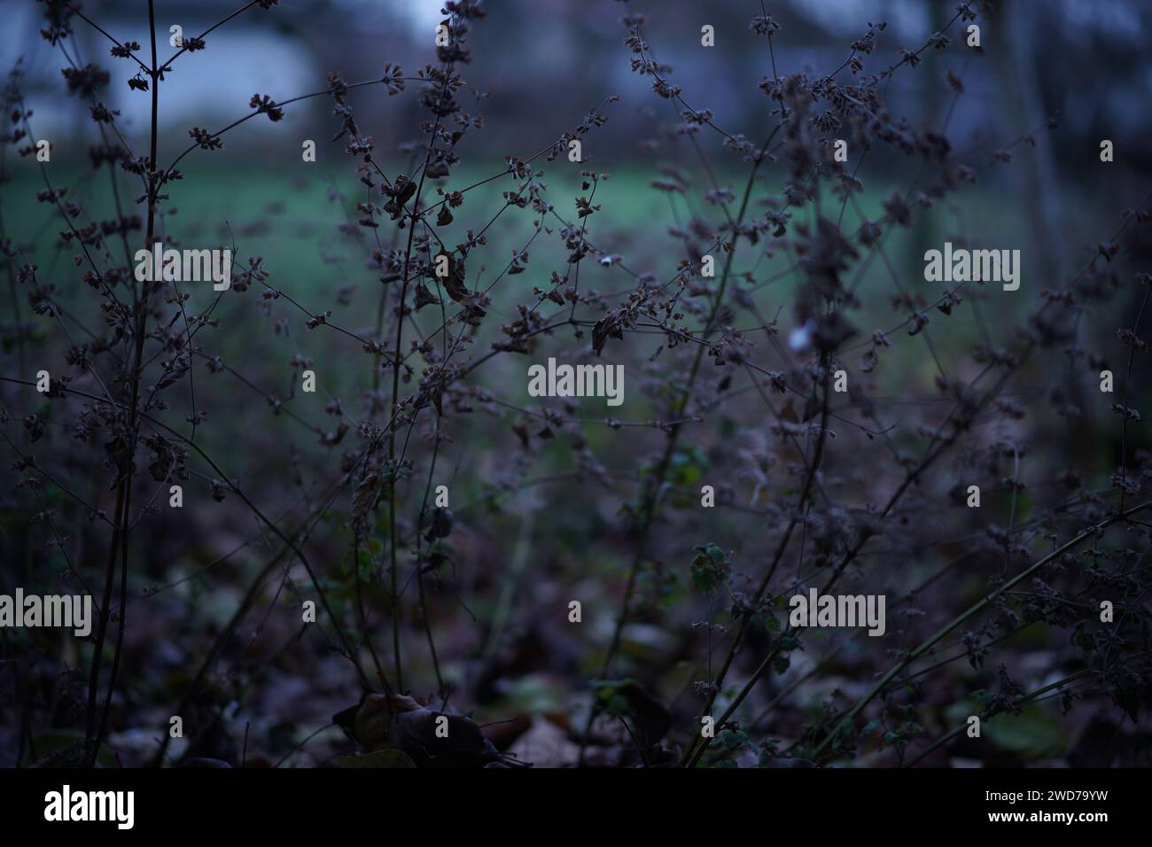Shrub leaves dried in hi-res stock photography and images - Alamy