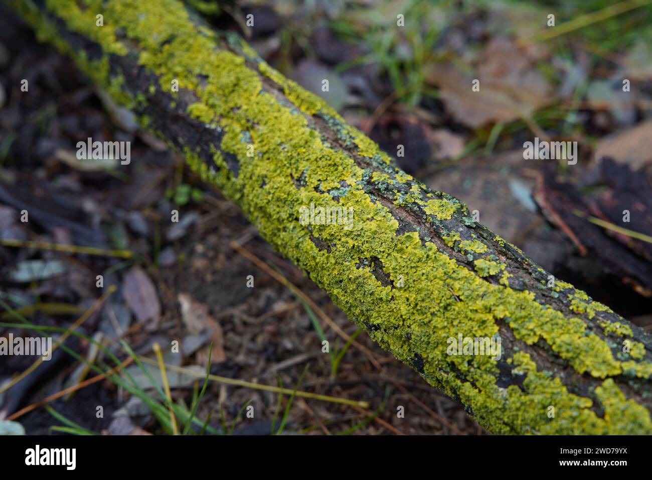 A closeup of leeches on a tree log Stock Photo - Alamy