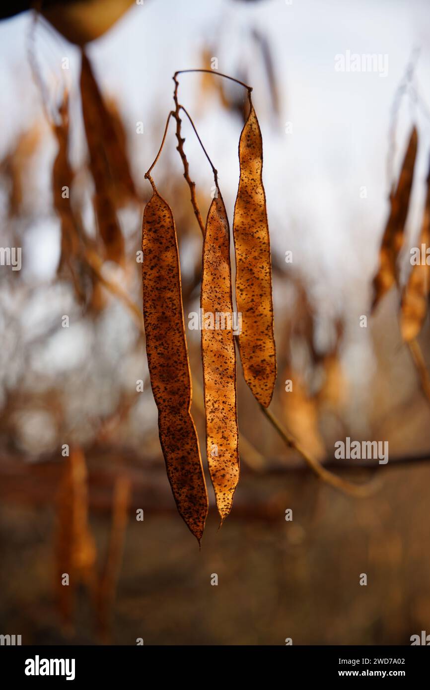 A vertical of dry acacia pods on a branch Stock Photo - Alamy