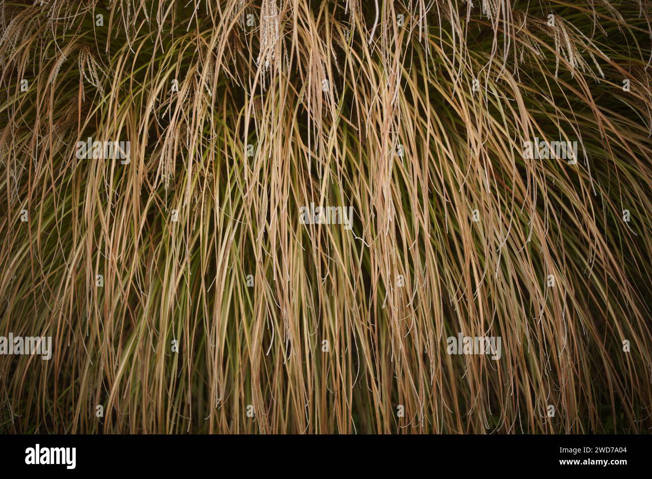 Tall and slender plant hi-res stock photography and images - Alamy