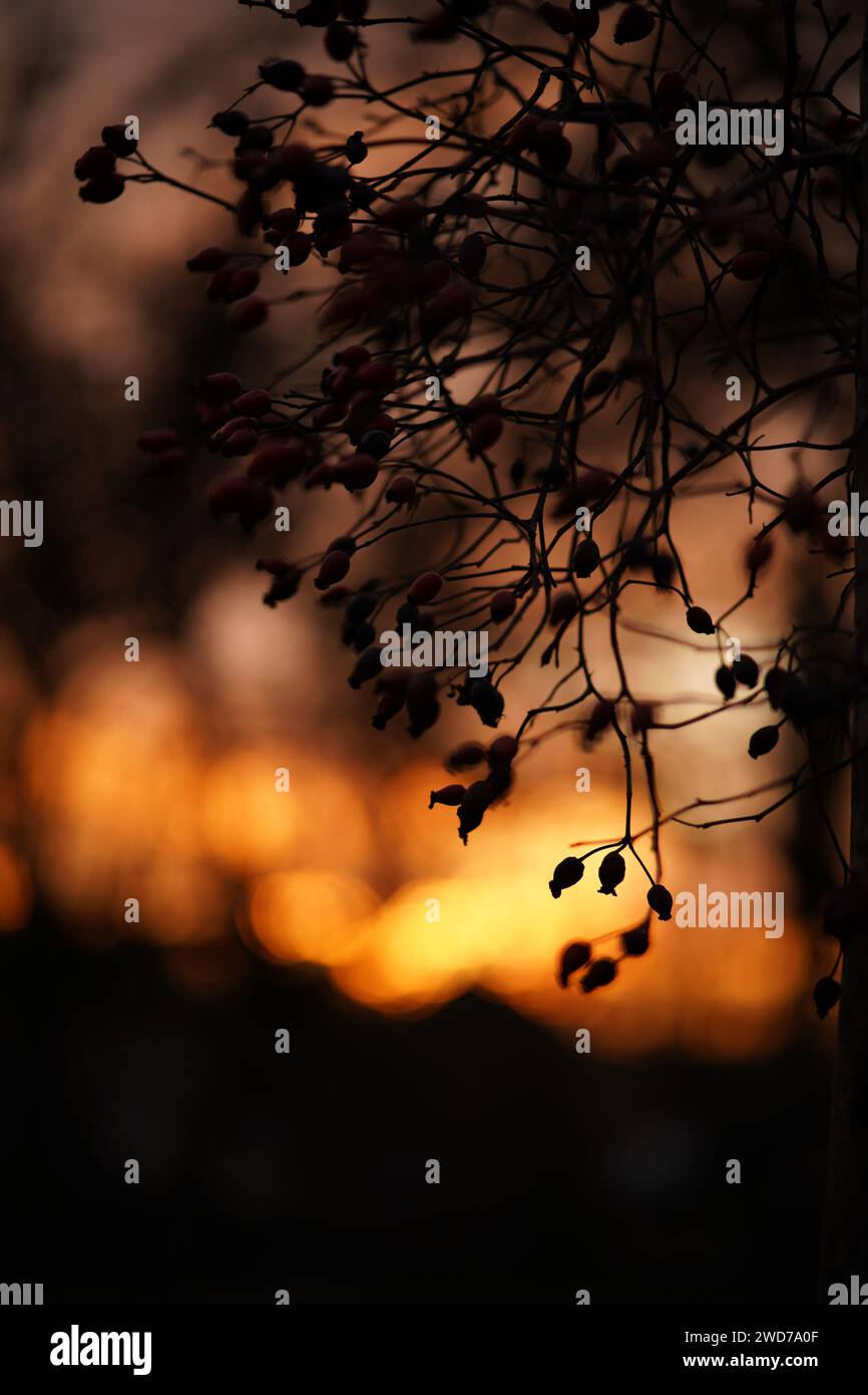 A vertical of branches of rosehip at golden sunset Stock Photo - Alamy