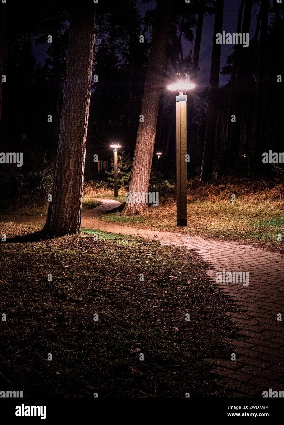 A night-time pathway in a park leading to illuminated trees Stock Photo ...
