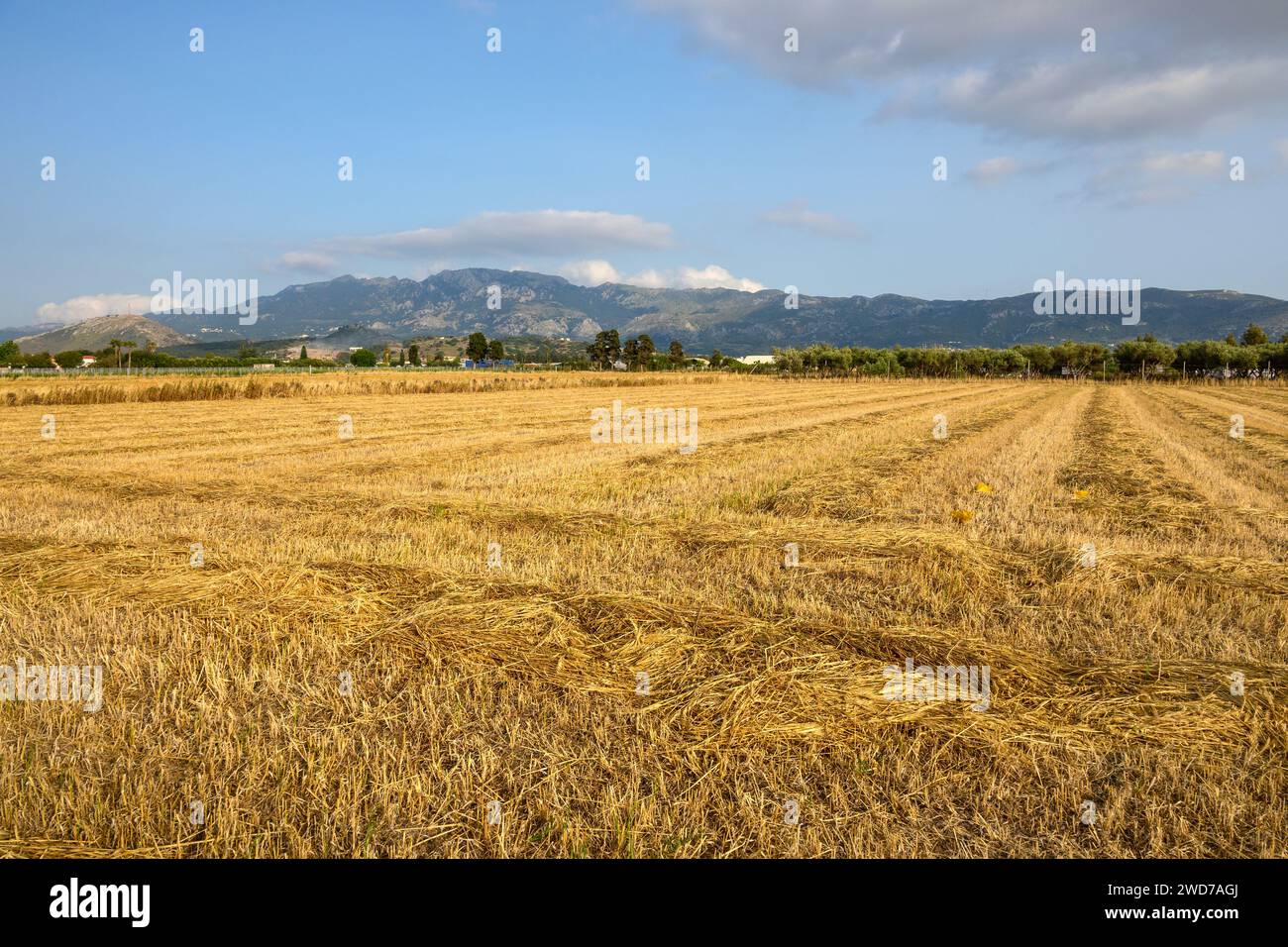 Summer idyllic landscape on the Greek island of Kos. A field of wheat ...