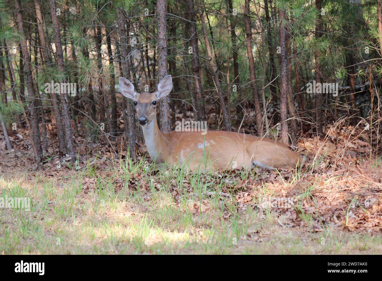Deer laying down hi-res stock photography and images - Alamy