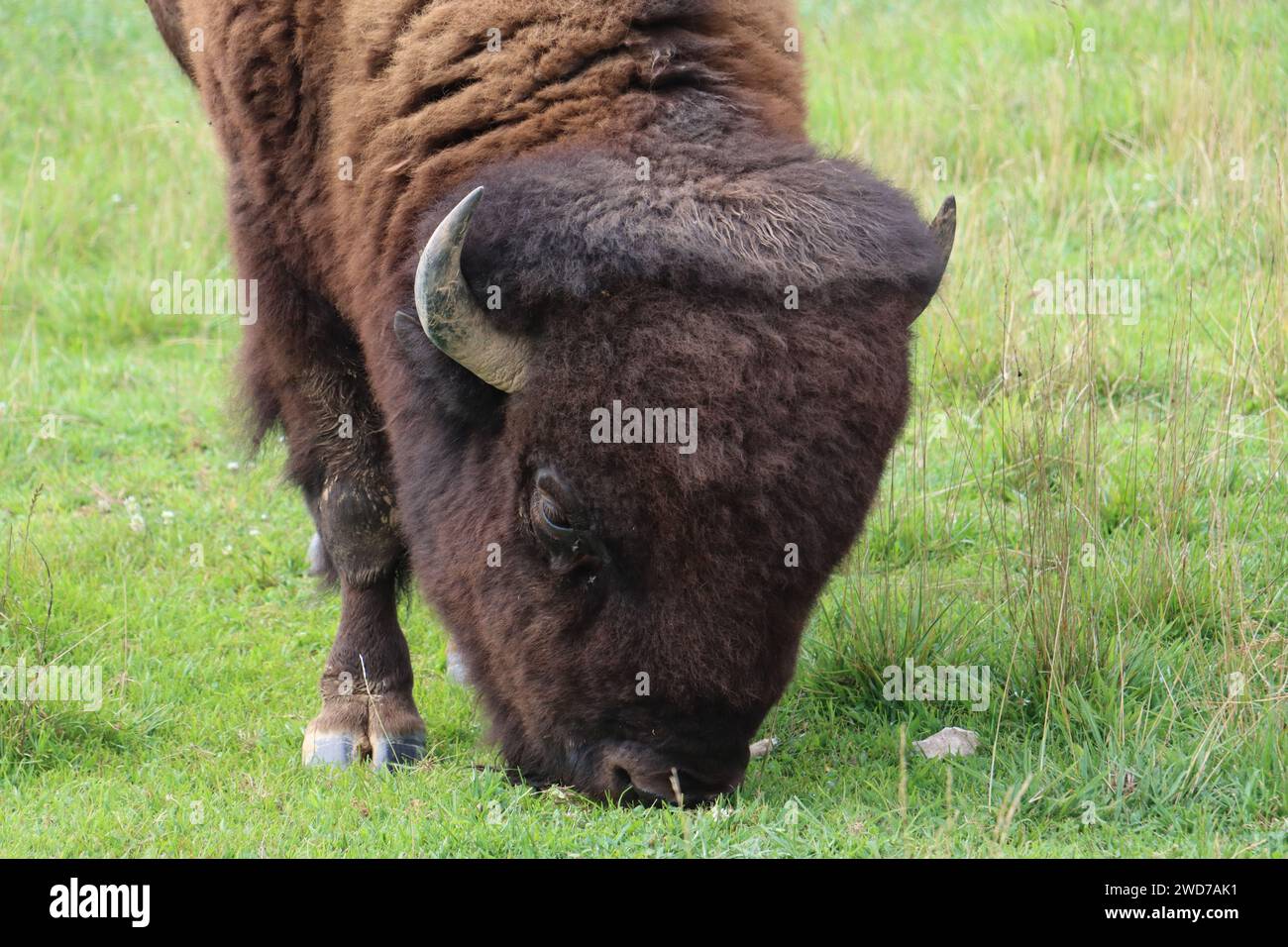 Eating bison hi-res stock photography and images - Alamy