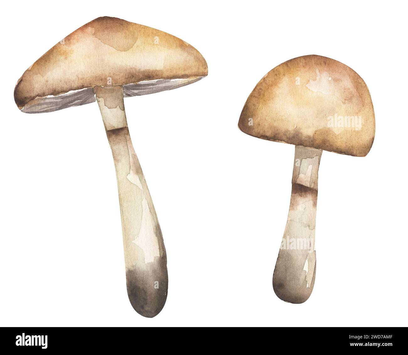 Mushroom Clip Art