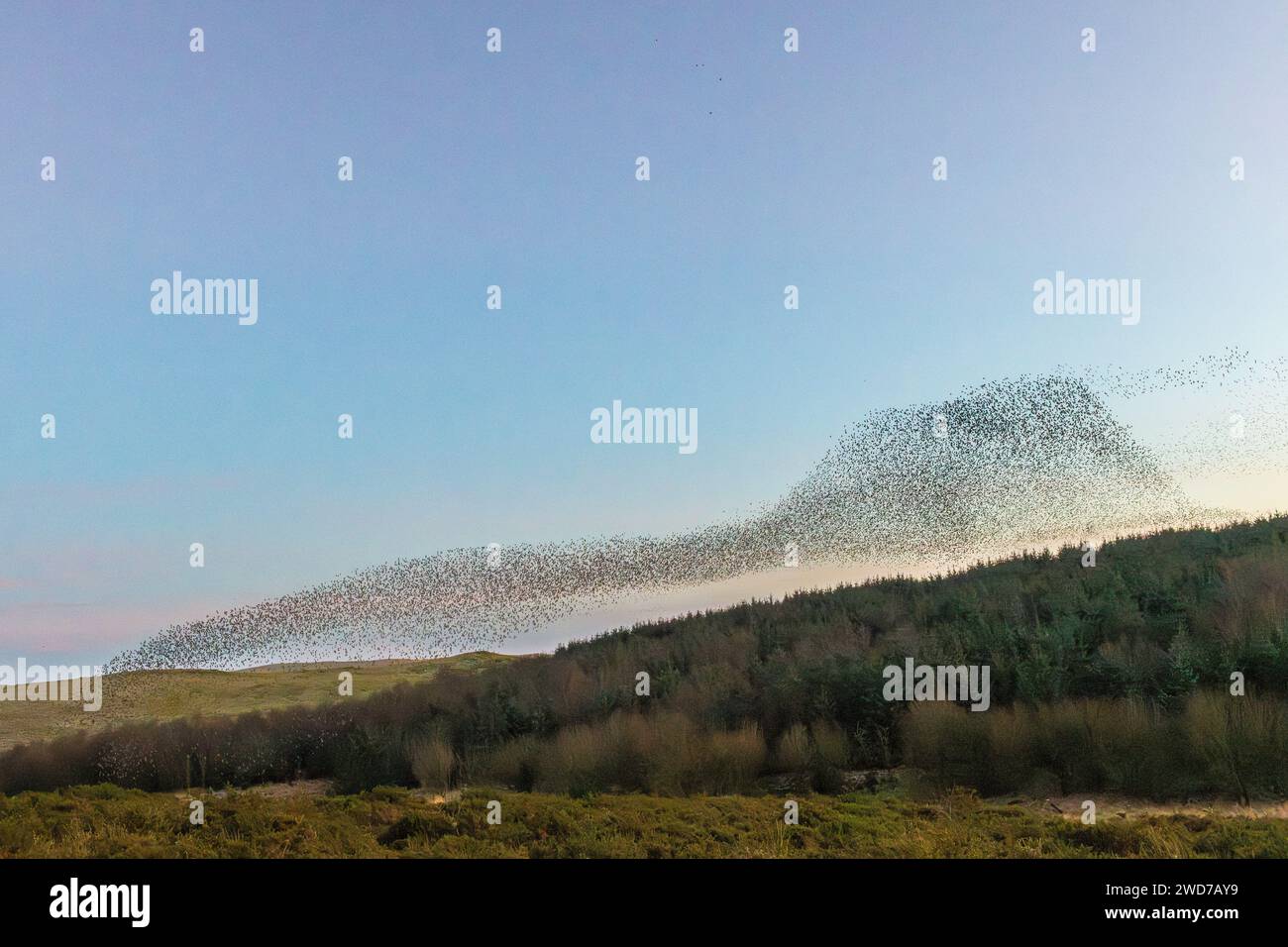 An immense flock of starlings flying to their evening roost in a wood ...