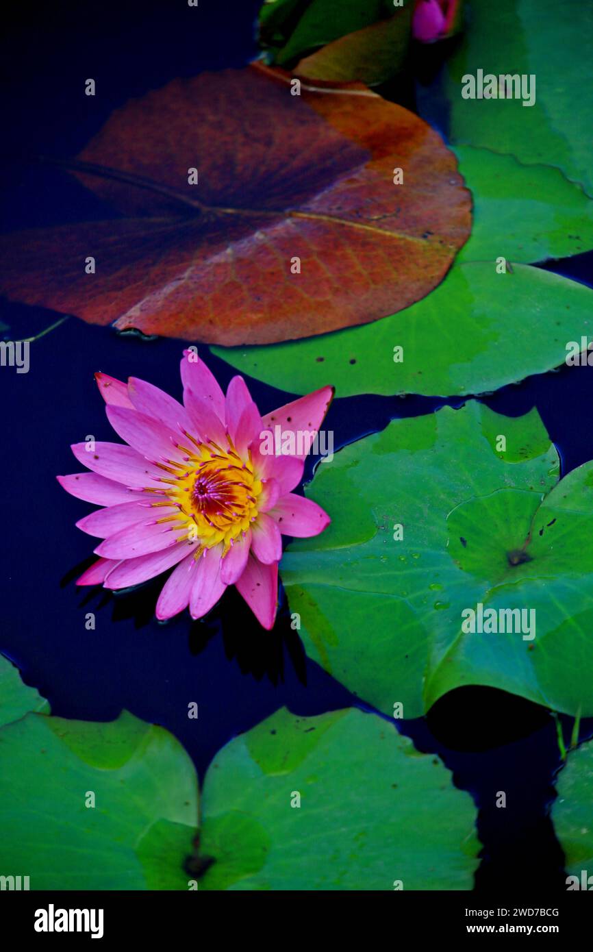 Lotus flowers bloom in Sanya City, southernmost China's Hainan Province ...