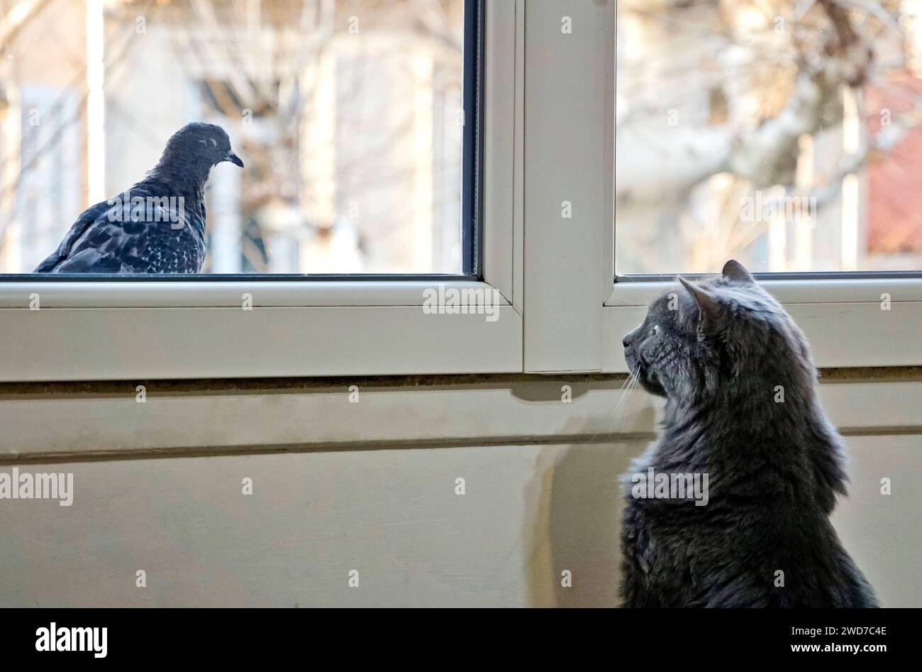 Lustige taube hi-res stock photography and images - Alamy