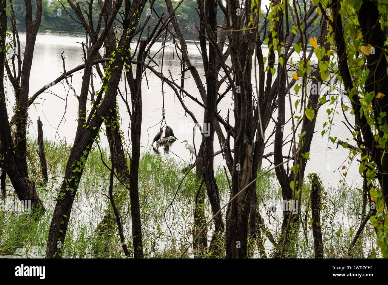 A vibrant tapestry of birds, their colorful plumage and lively postures ...