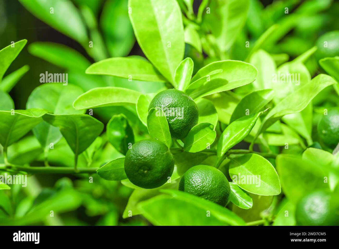 Lime green foliage hi-res stock photography and images - Alamy