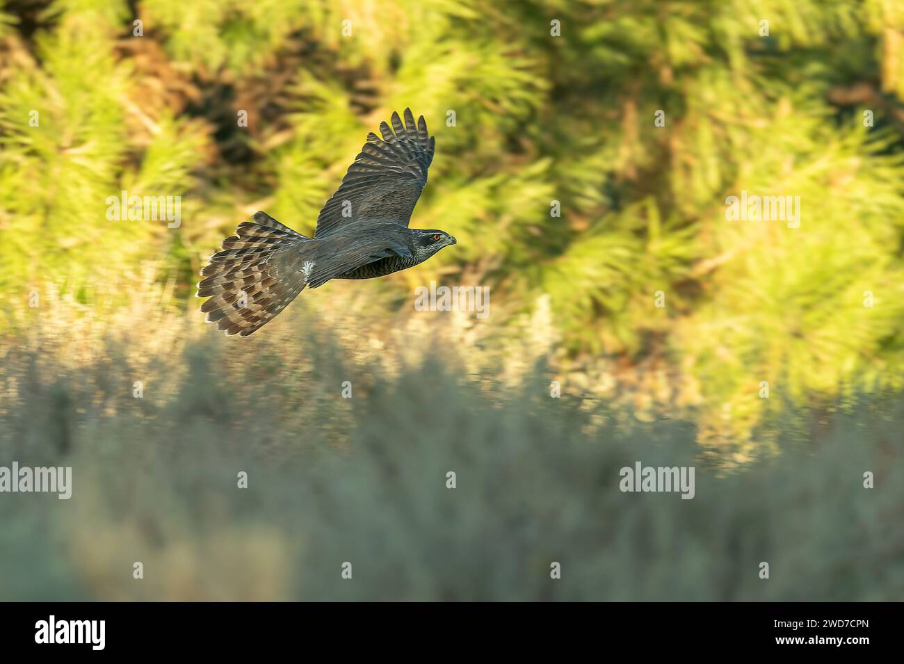 Adult female Northern goshawk flying between oaks and pjnos of a ...