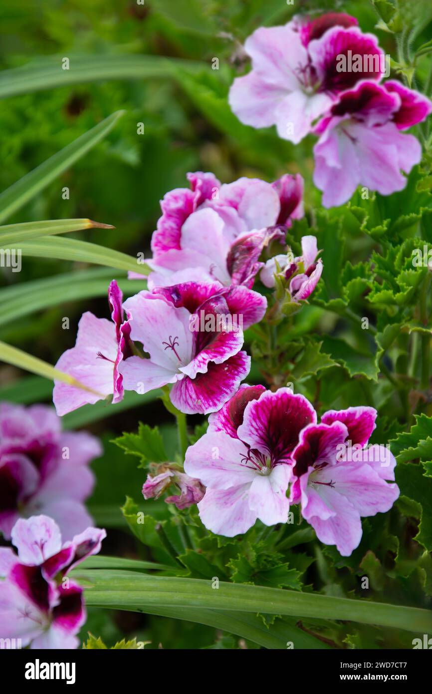 A vibrant display of Geranium Aristo Orchids Stock Photo - Alamy