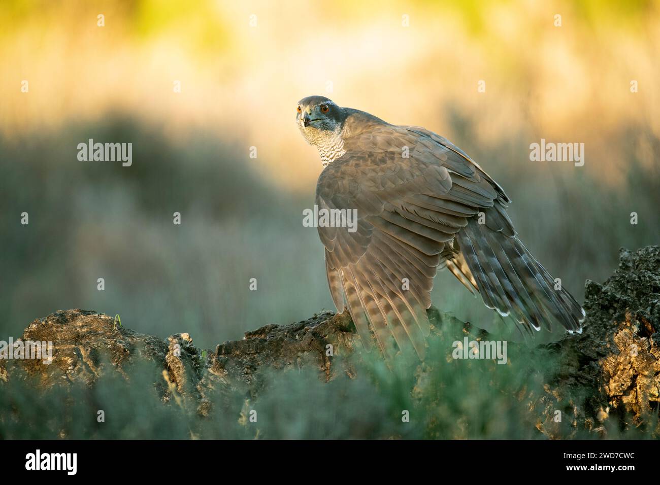 Adult female Northern goshawk protecting its prey in a Mediterranean ...
