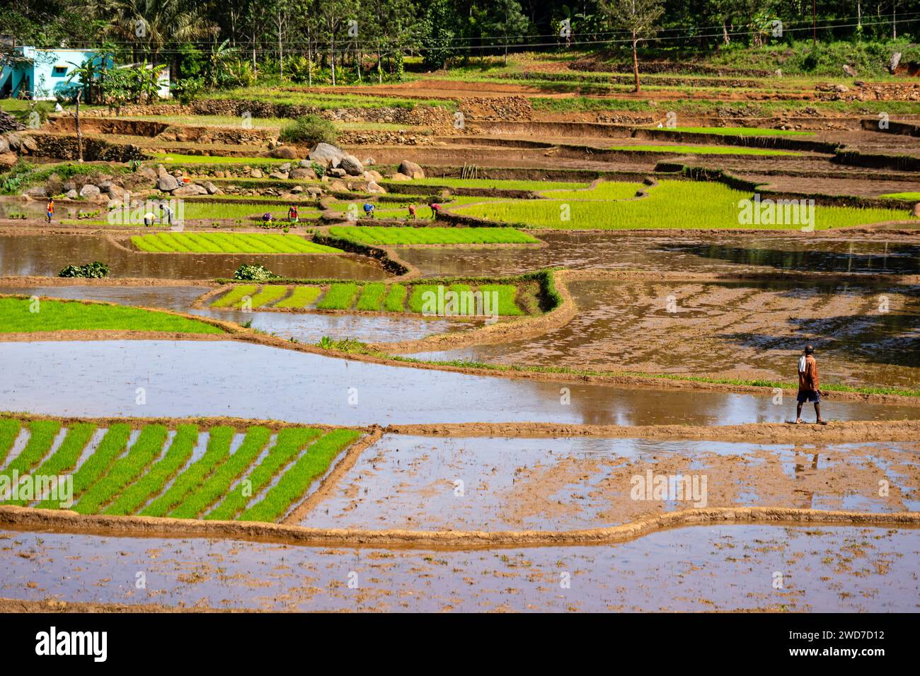 Sunlight bathes a sprawling expanse of emerald green as dedicated ...