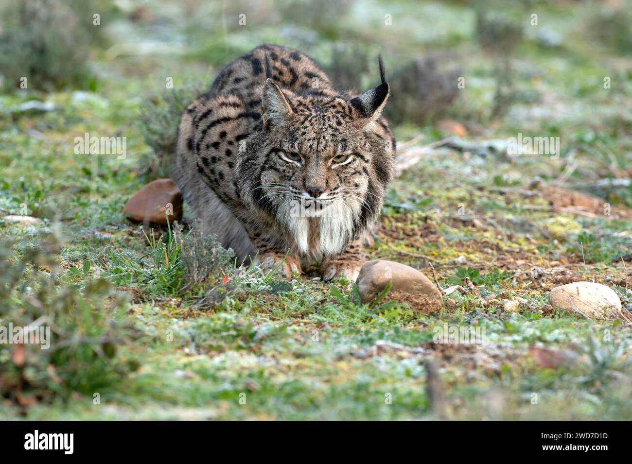 Adult male Iberian Lynx walking through her territory within a ...