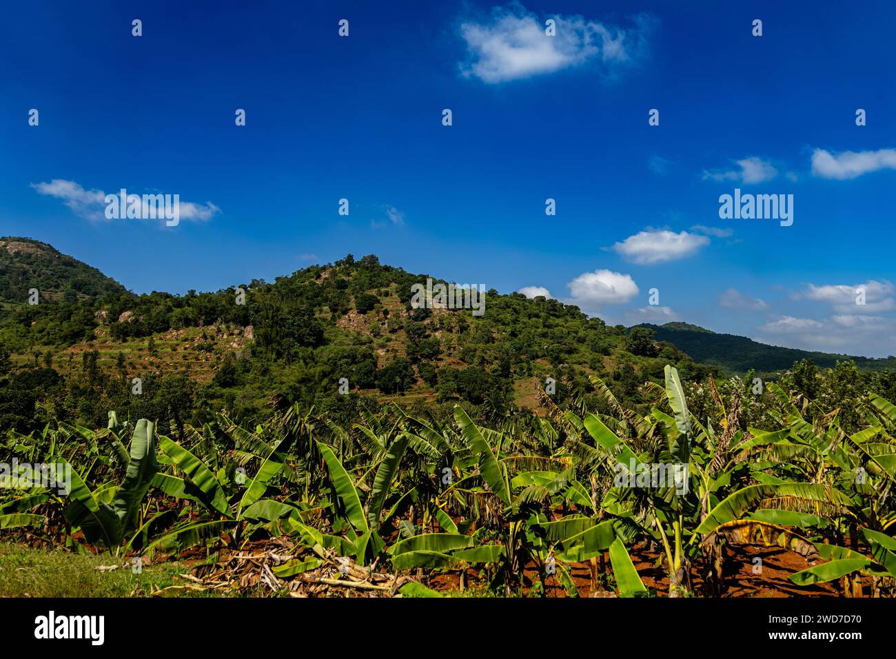 Lush green mountains rise majestically against a canvas of cerulean ...