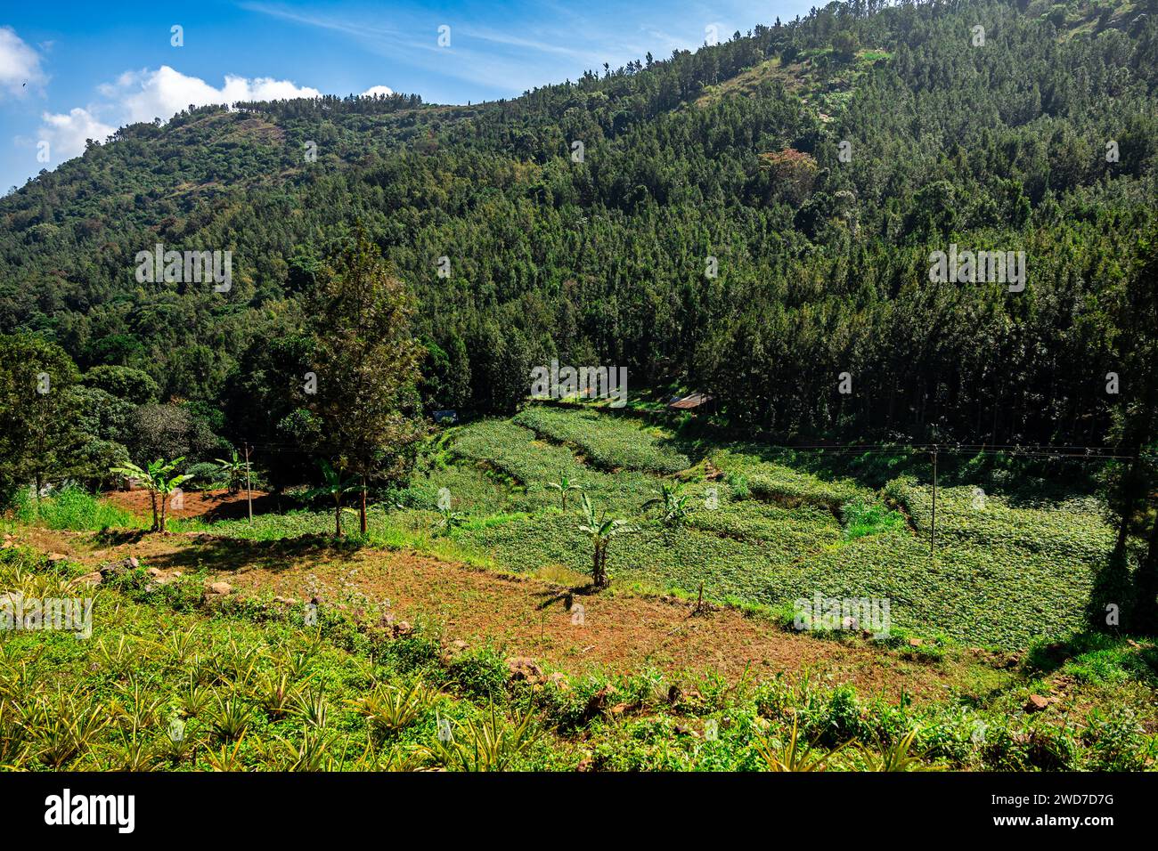 Lose yourself in the awe-inspiring embrace of nature. Lush, emerald ...