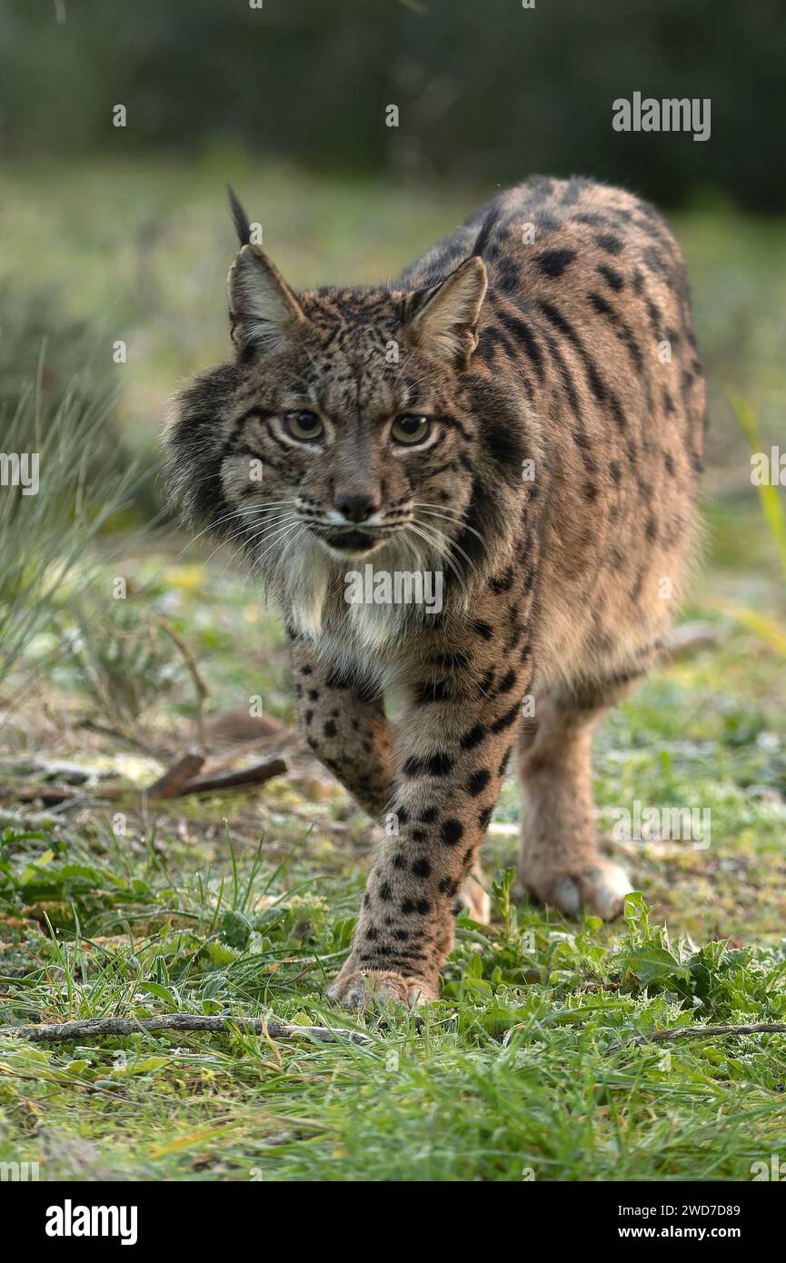 Adult female Iberian Lynx walking through her territory within a ...