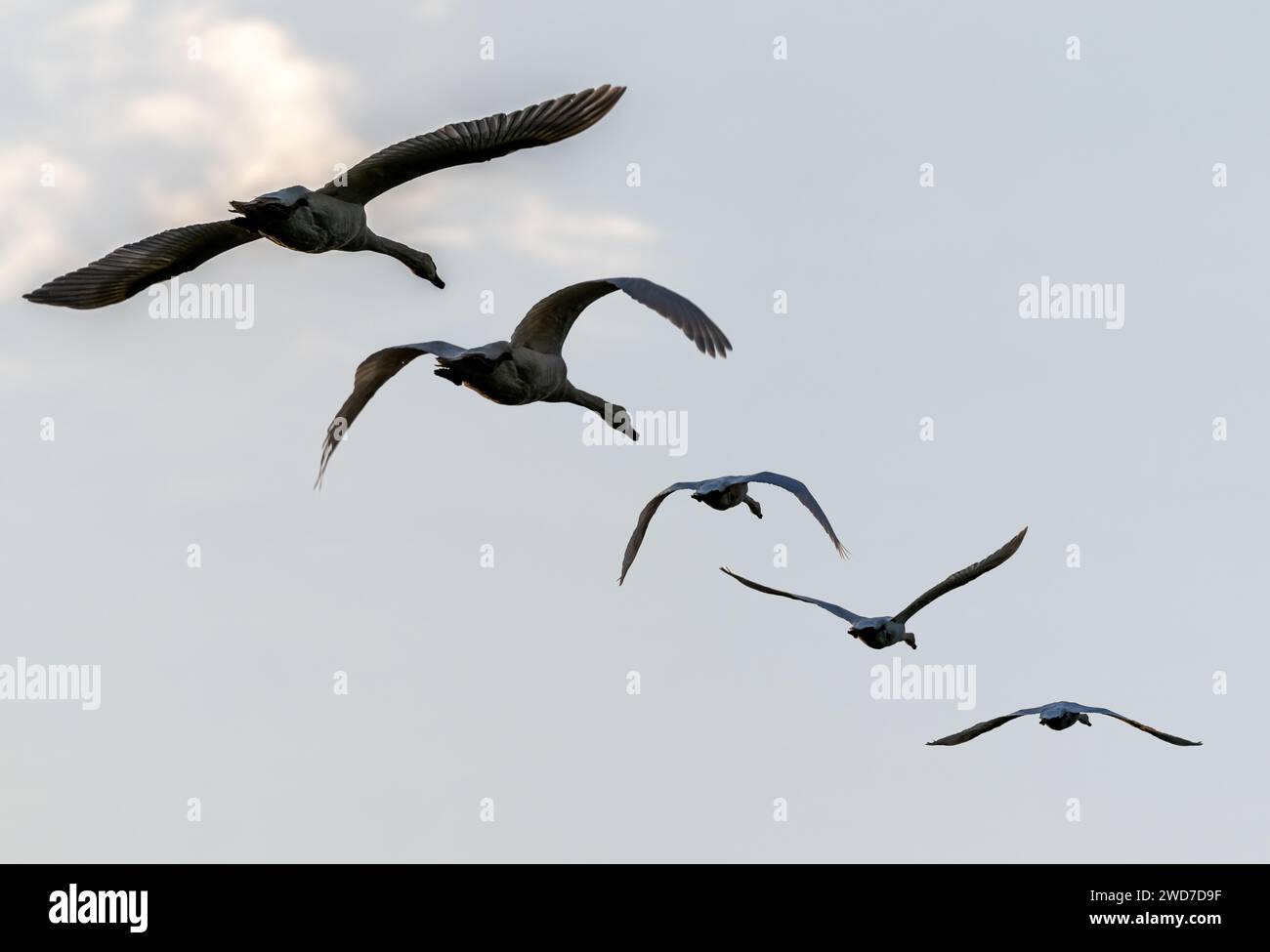 A flock of birds soaring through cloudy sky in daylight Stock Photo - Alamy