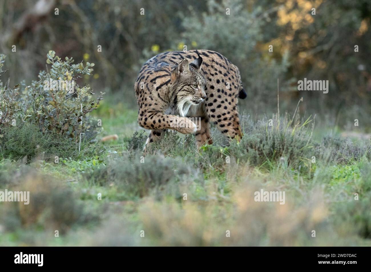 Adult female Iberian Lynx walking through her territory within a ...