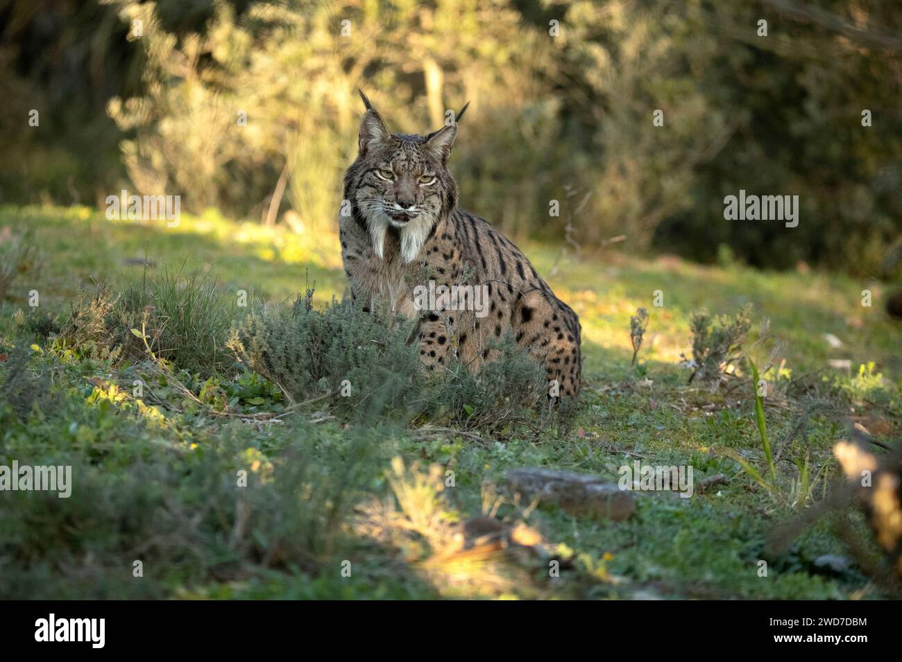 Adult male Iberian Lynx walking through her territory within a ...