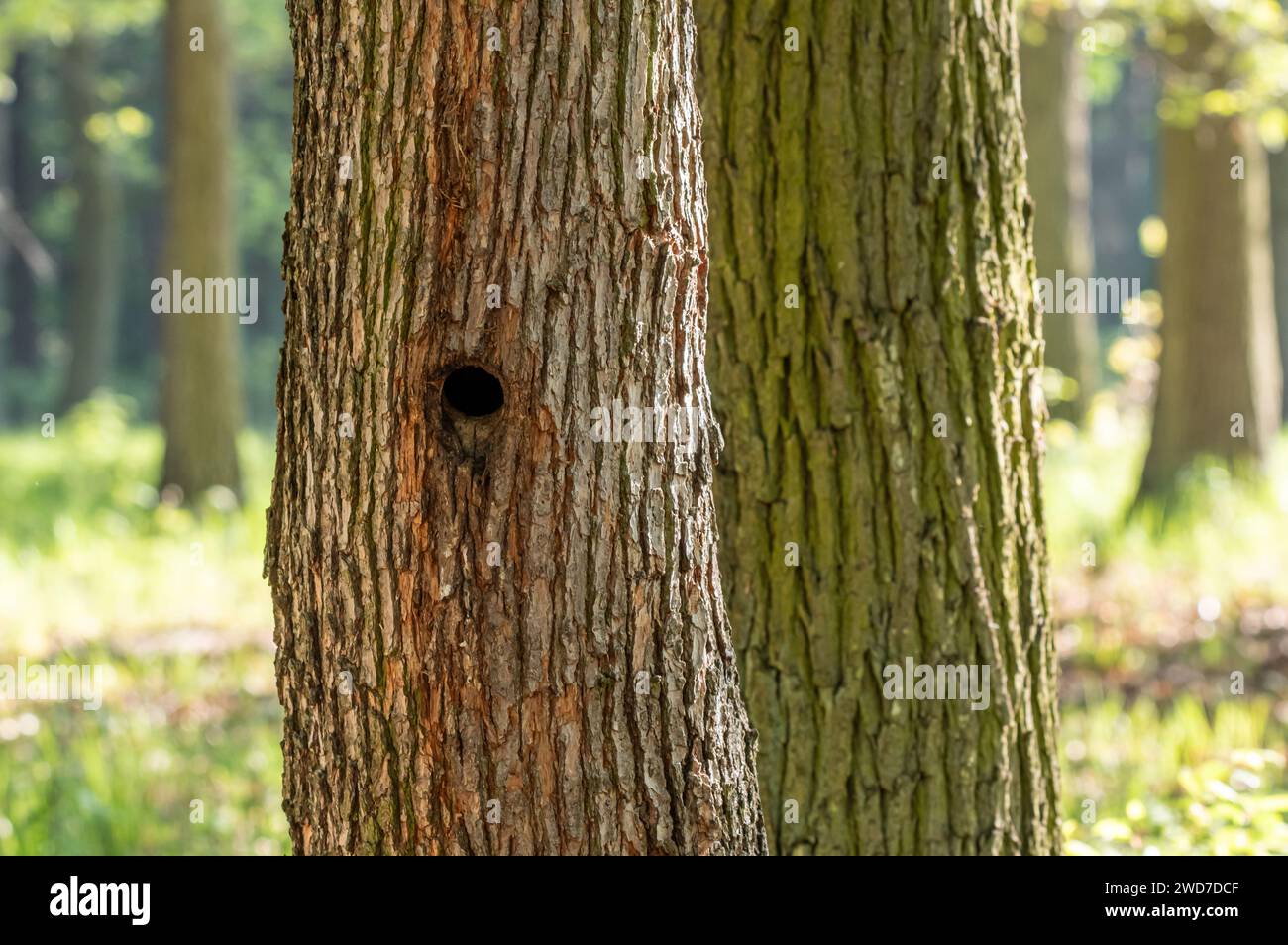 Tree trunks nature hi-res stock photography and images - Alamy
