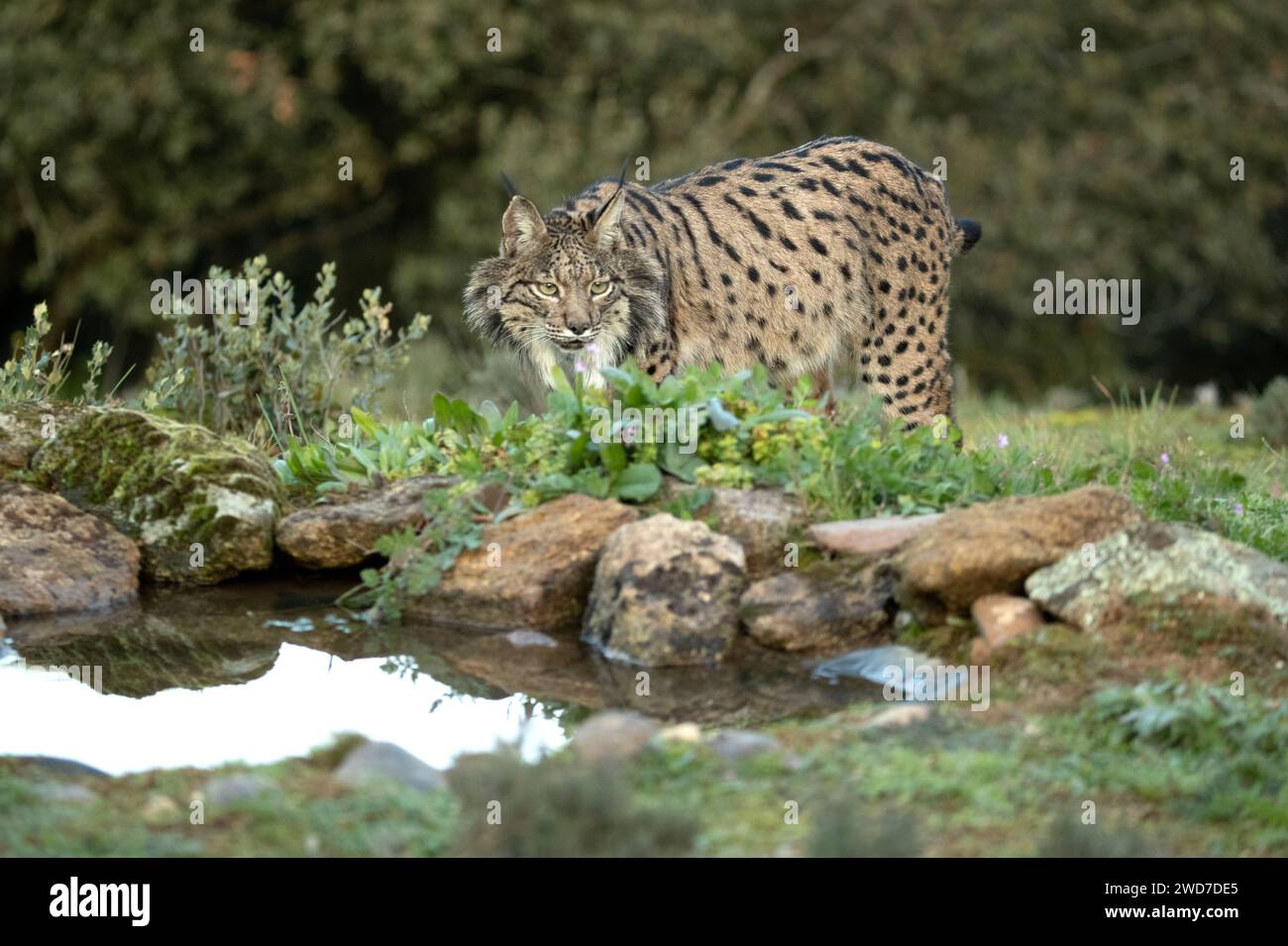 Adult female Iberian Lynx walking through her territory within a ...