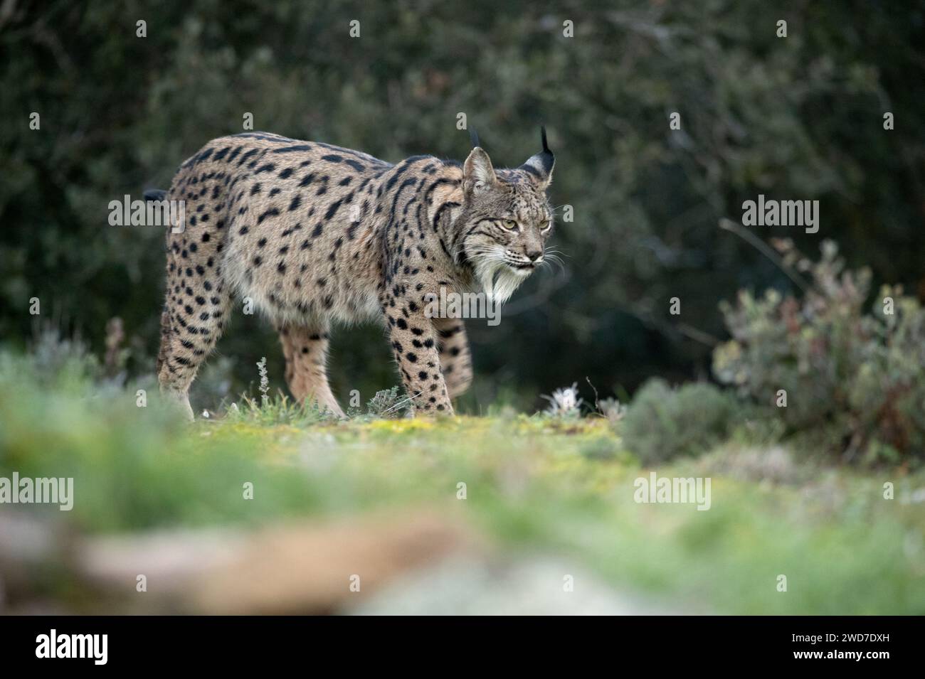 Adult female Iberian Lynx walking through her territory within a ...