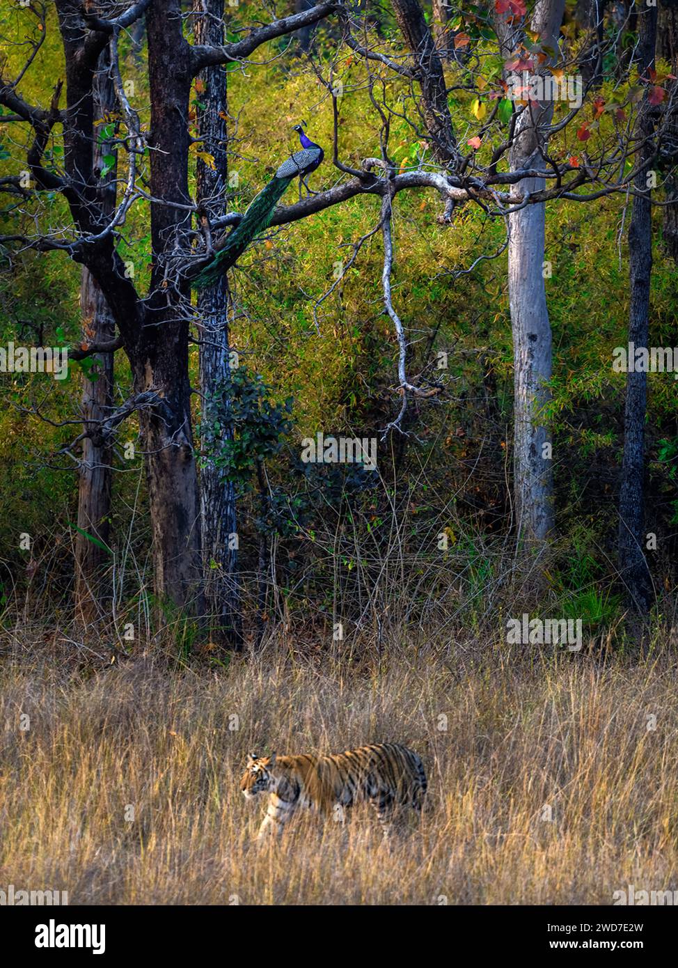 Tiger camouflaging itself for a hunt. INDIA COMICAL images show a Royal ...