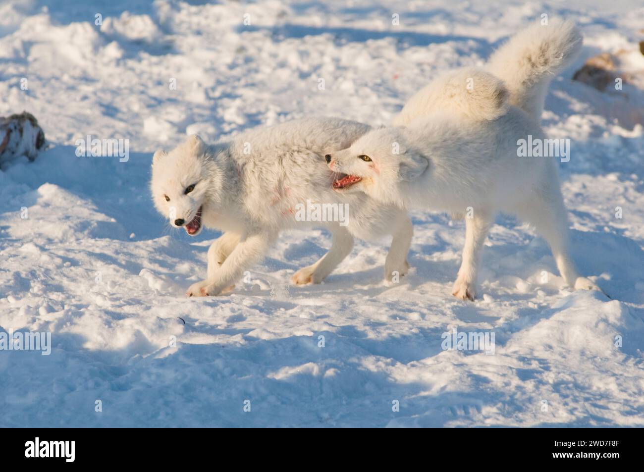 arctic fox Alopex lagopus pair play and chase one another around on the ...