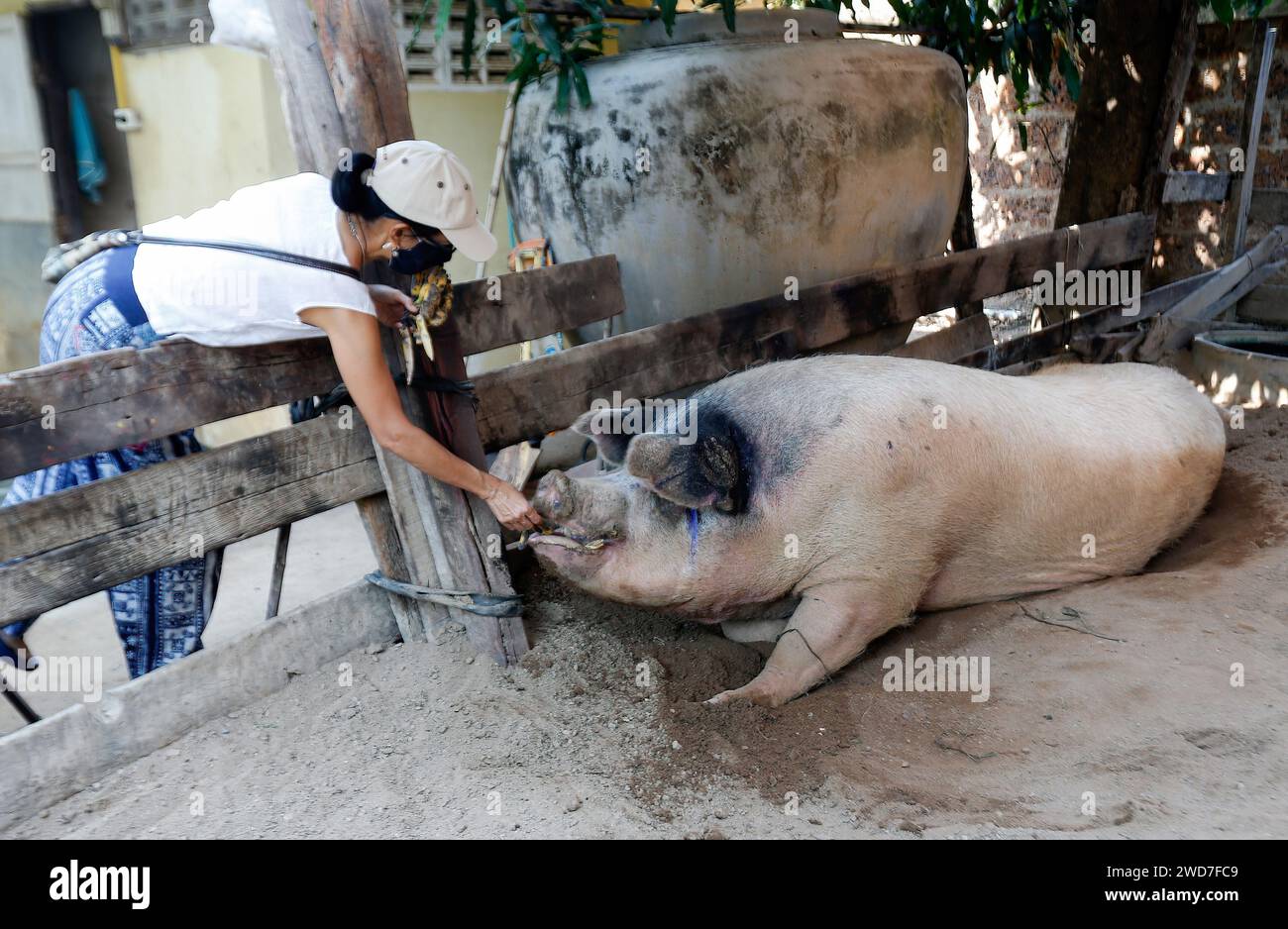 Phichit, Thailand. 19th Jan, 2024. A woman feeds milk to a big pig at a ...