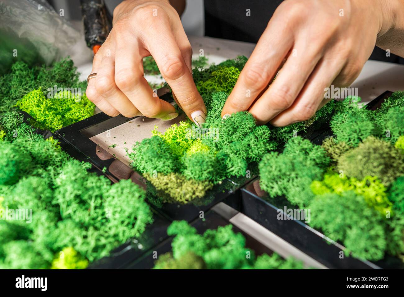 Close-up of woman hands gluing stabilized moss. Process of working with ...