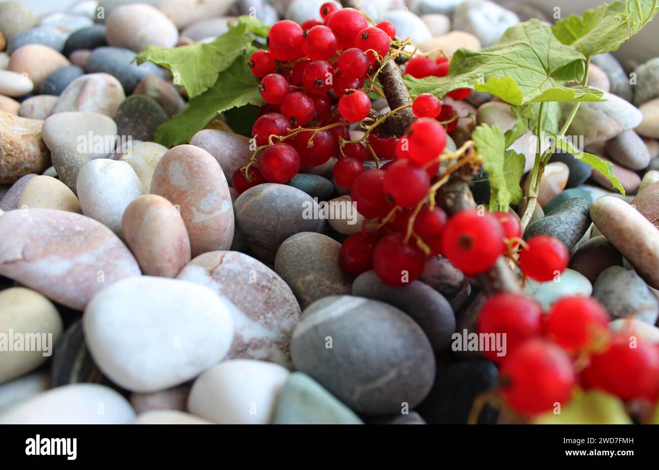 Bunches With Ripe Berries Of Redcurrant On A Branch With Fresh Leaves ...