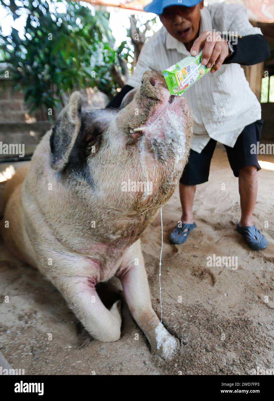 Phichit, Thailand. 19th Jan, 2024. A man feeds milk to a big pig at a ...