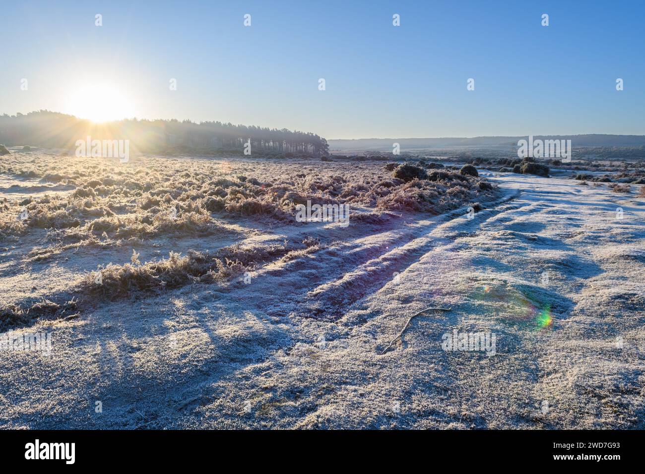 Godshill, New Forest, Hampshire, UK, 19th January 2024: Weather. Hard ...