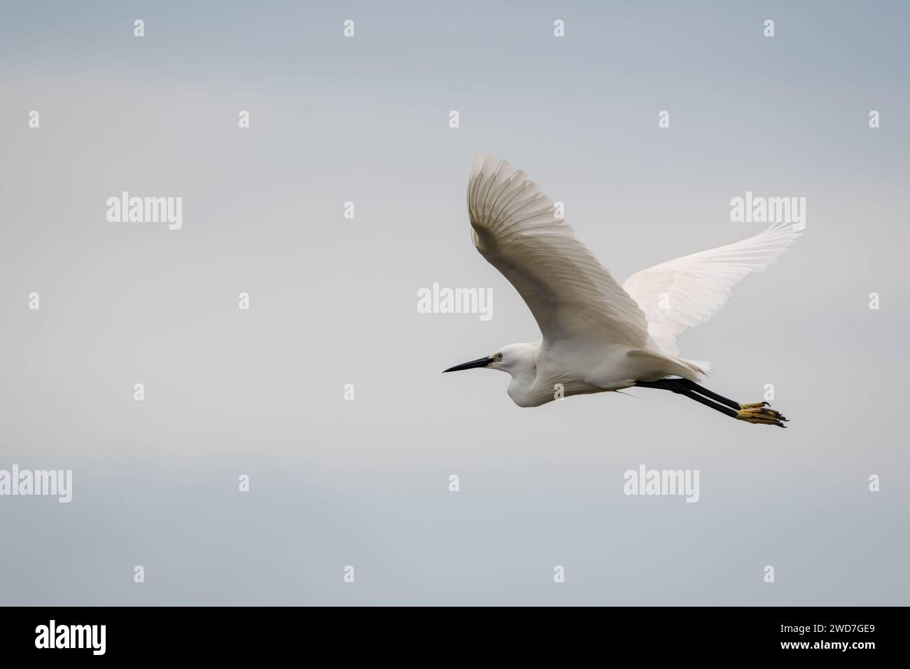 Close up flying little hi-res stock photography and images - Alamy