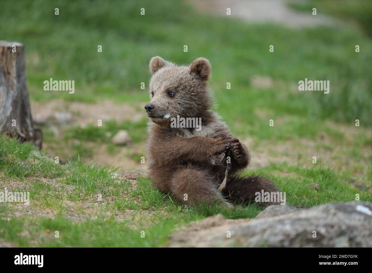 Cute Bear cub looking around FINLAND THE CUTEST bear cub, resembling a ...