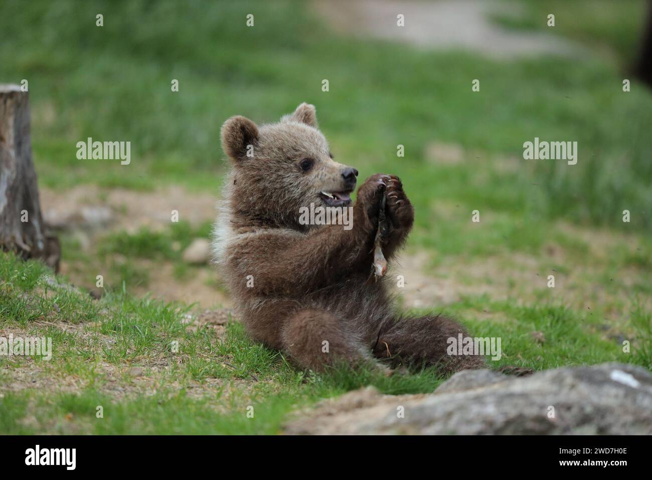 Happy Bear FINLAND THE CUTEST bear cub, resembling a toy teddy bear can ...