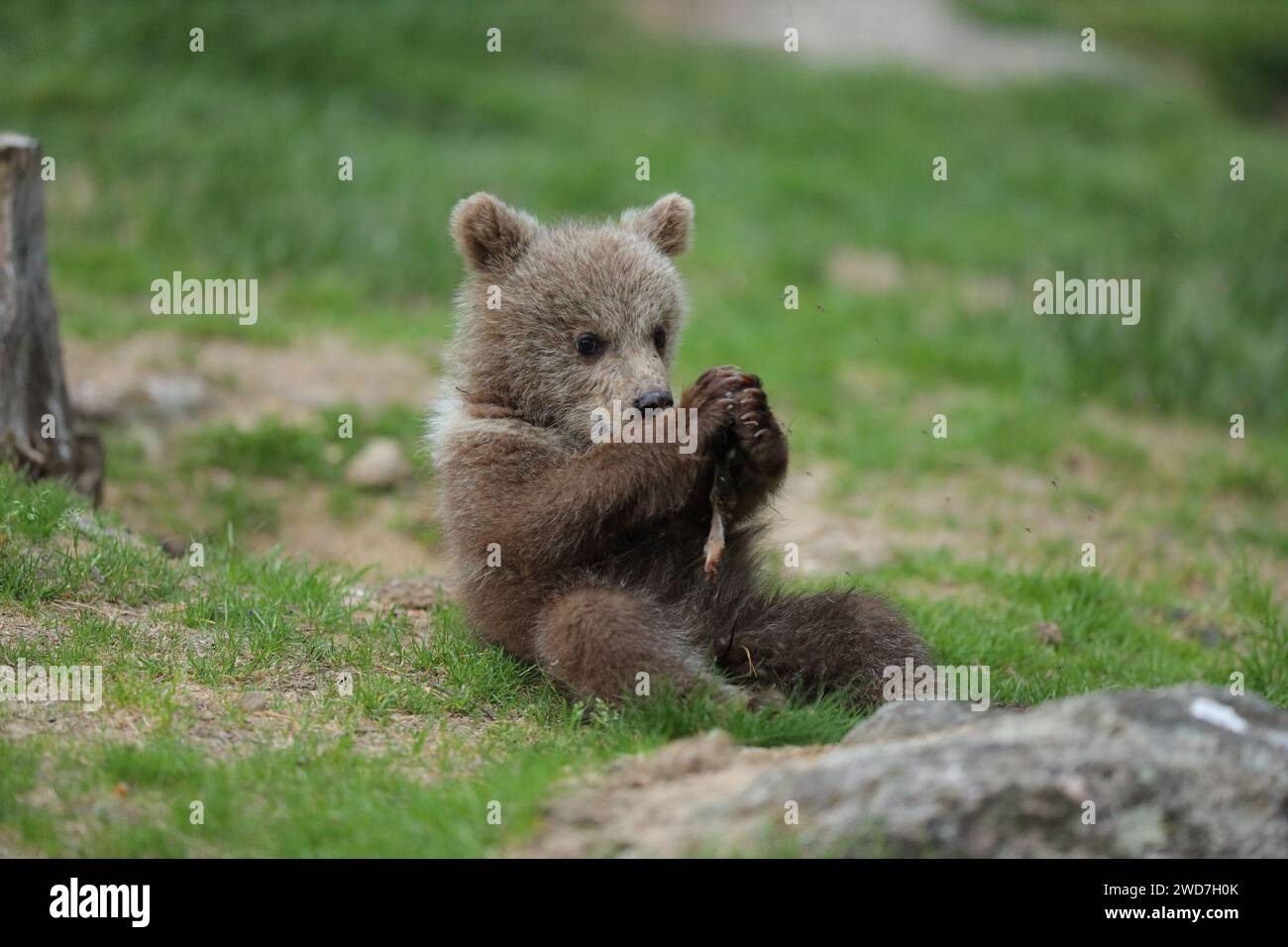 Bear cub spotted the photographer FINLAND THE CUTEST bear cub ...