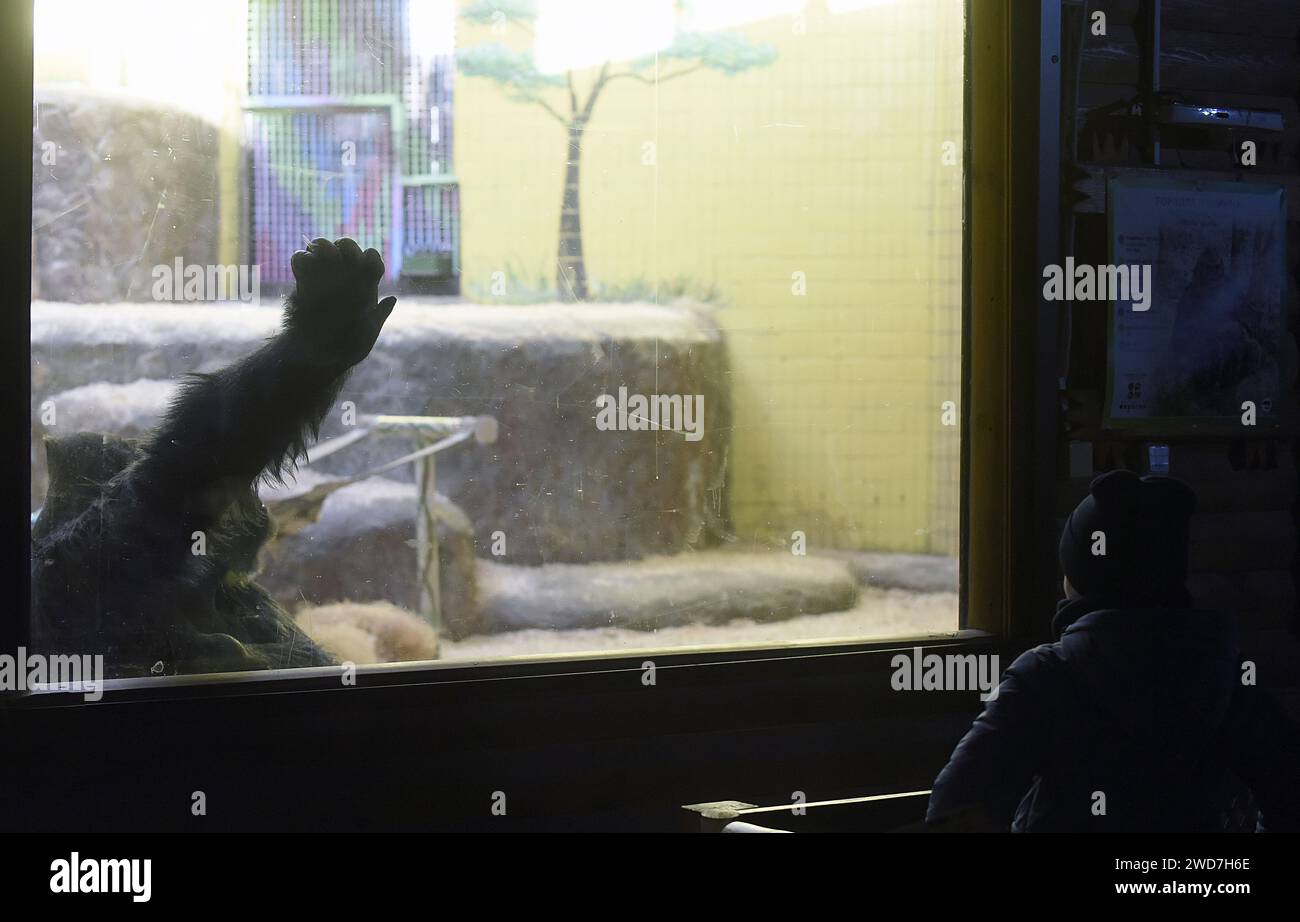 KYIV, UKRAINE - JANUARY 17, 2024 - A gorilla is seen behind the glass ...