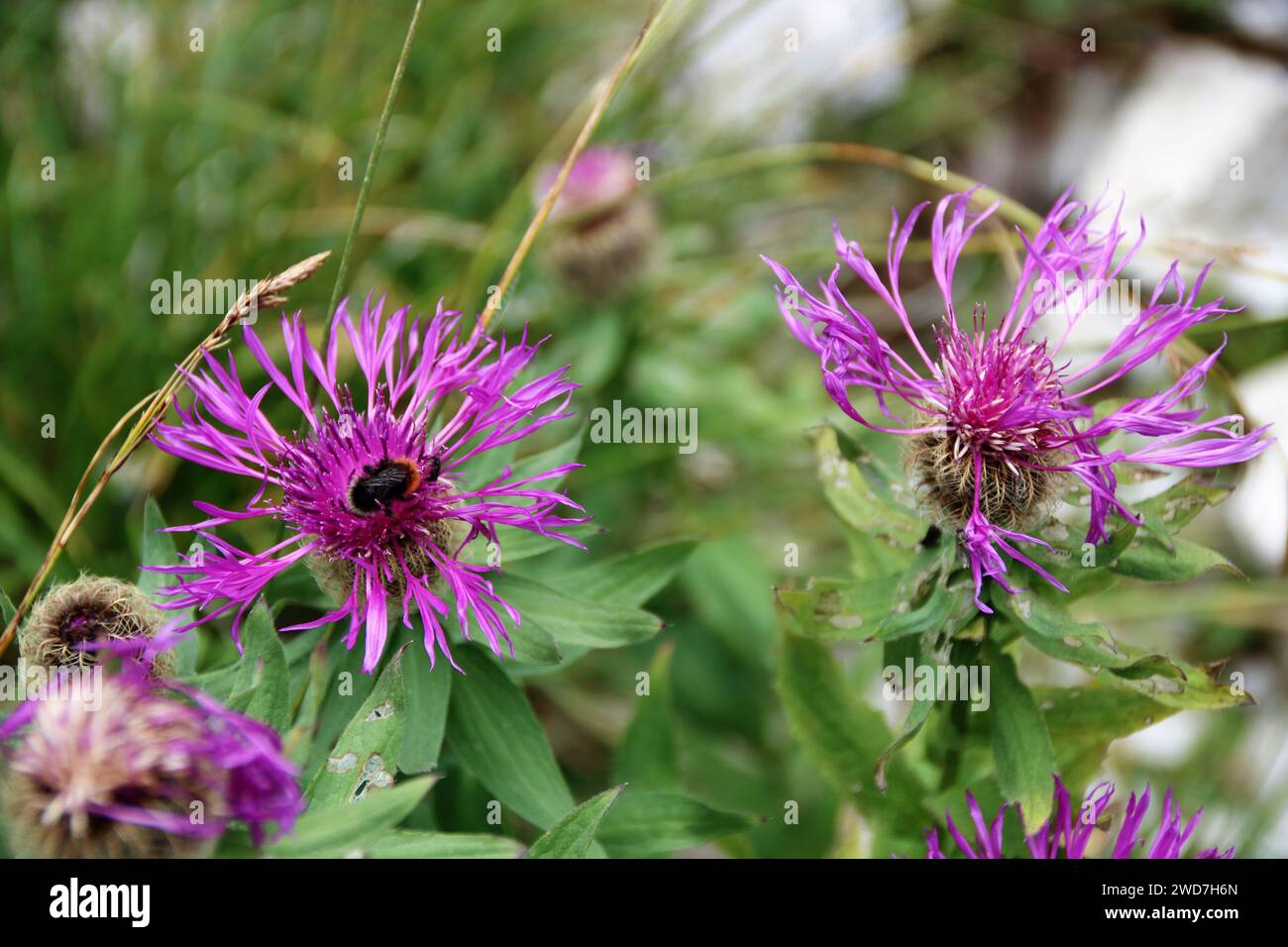 Alta badia italy hi-res stock photography and images - Alamy
