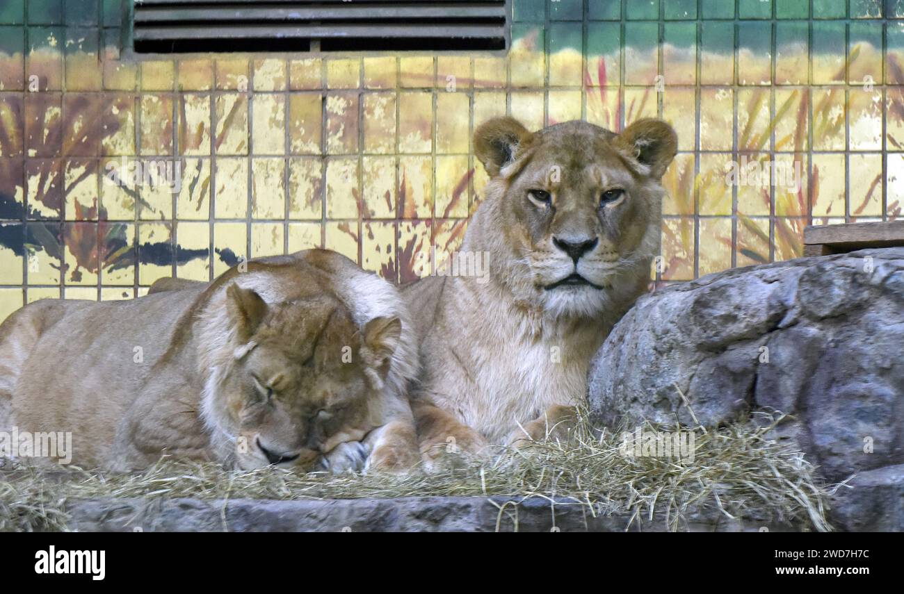 KYIV, UKRAINE - JANUARY 17, 2024 - Lionesses are seen at the Kyiv Zoo ...