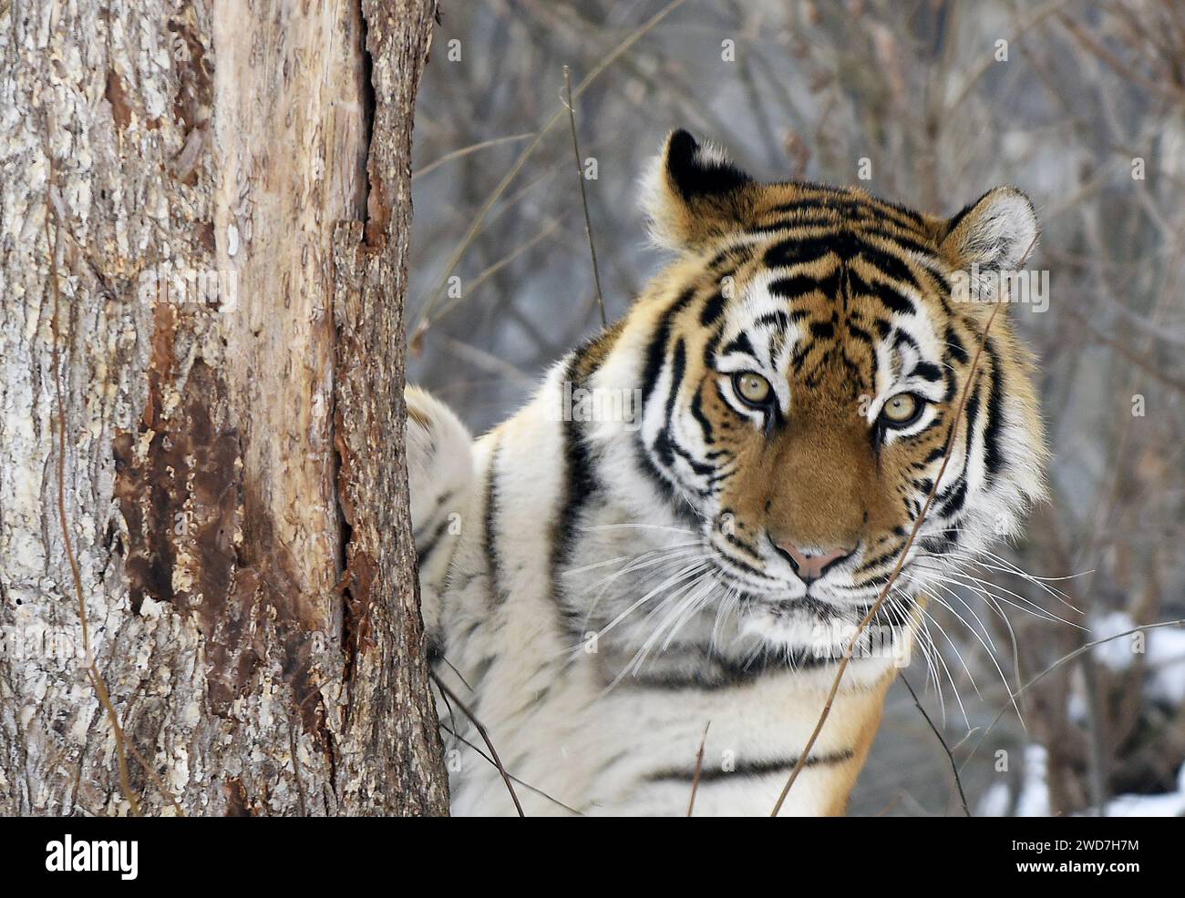 KYIV, UKRAINE - JANUARY 17, 2024 - A Siberian tiger peeks out from ...